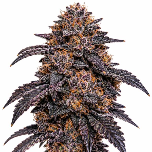 Permanent Marker Strain (Biscotti × Jealousy × Sherb Bx) - Strainpedia