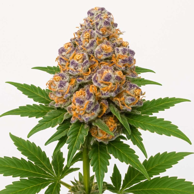 Glitter Bomb Strain – Strainpedia
