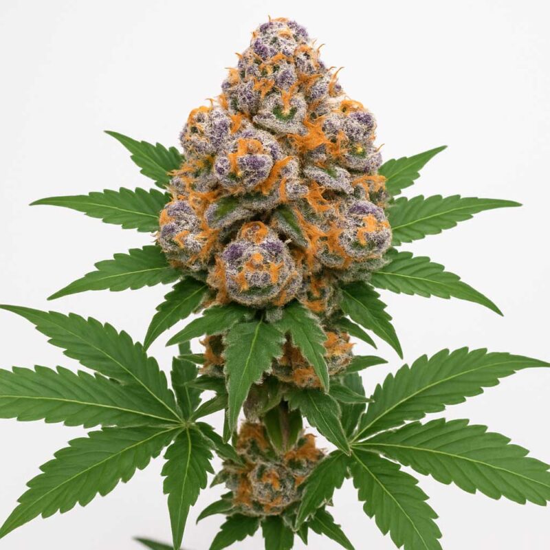 Glitter Bomb Strain – Strainpedia