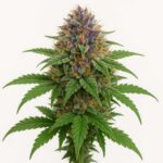 Z Cube Strain - Strainpedia