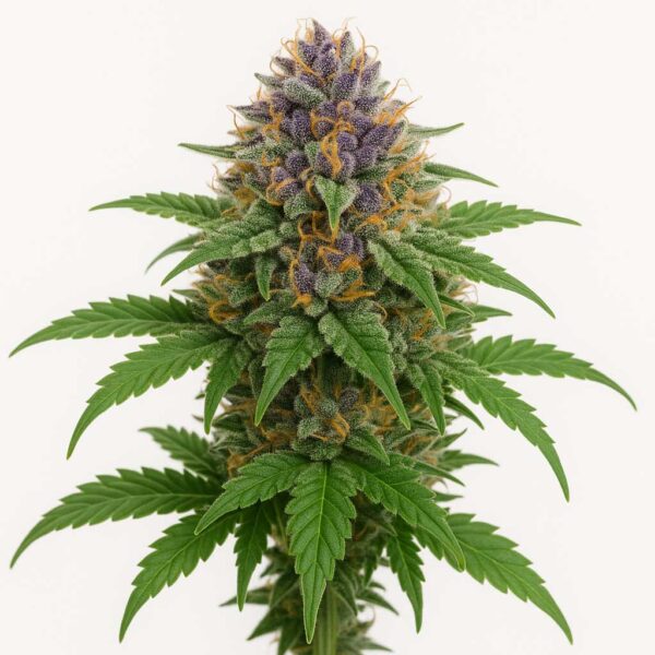Cap Junky Strain – Strainpedia