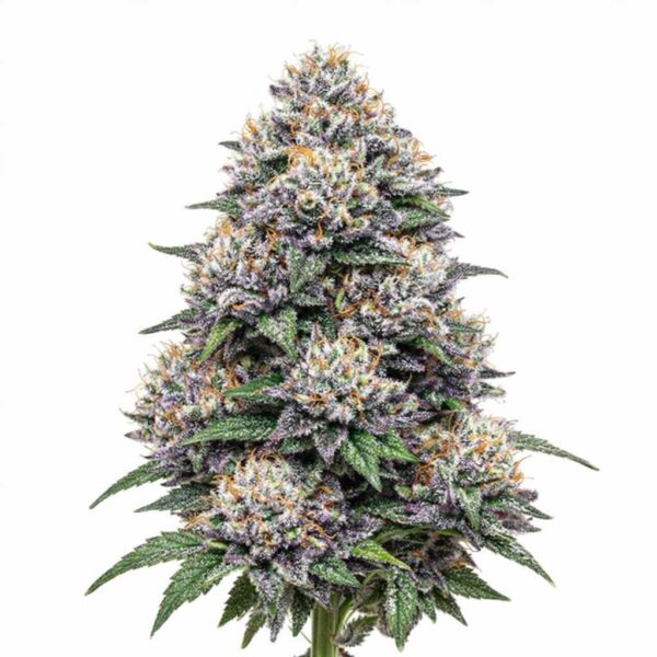 Purple Urkle Strain - Strainpedia