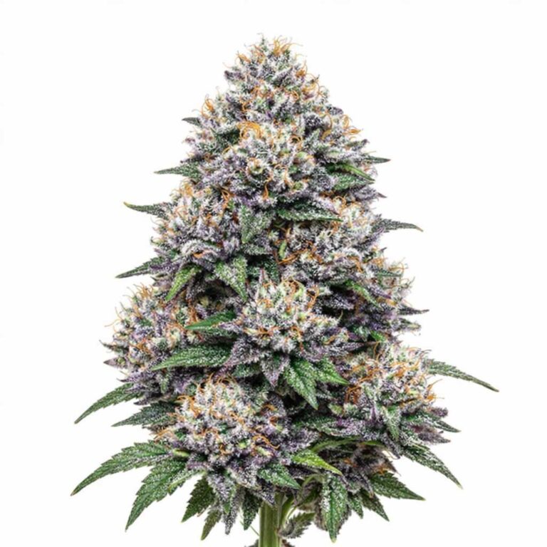 Z Cube Strain - Strainpedia