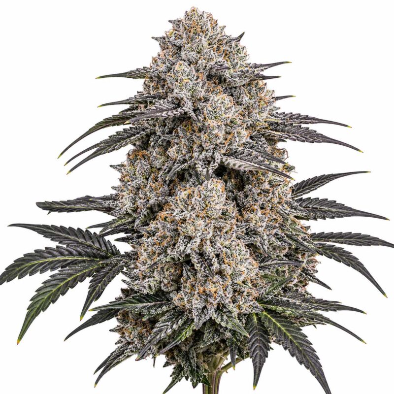 Sundae Driver Strain (Fruity Pebbles OG × Grape Pie) - Strainpedia