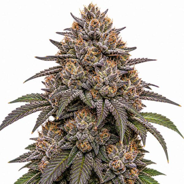 Heir Heads Strain - Strainpedia