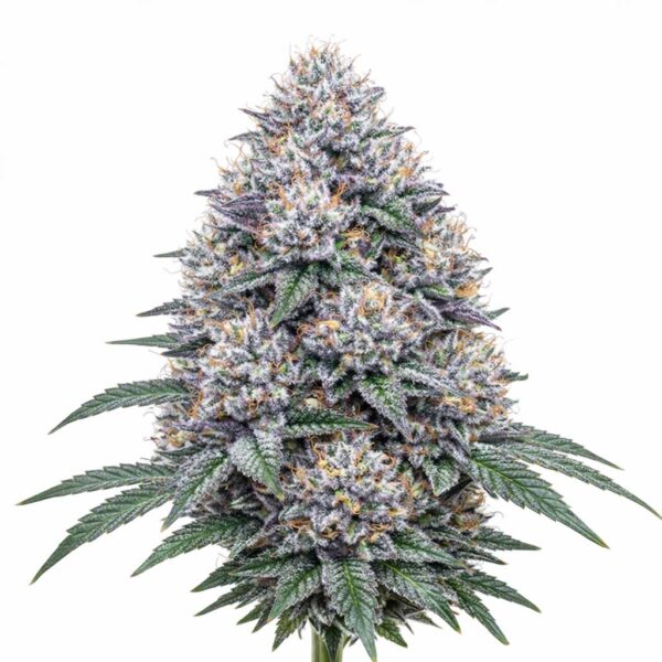 Lamb's Bread Strain - Strainpedia