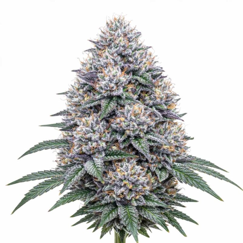 Sundae Driver Strain - Strainpedia