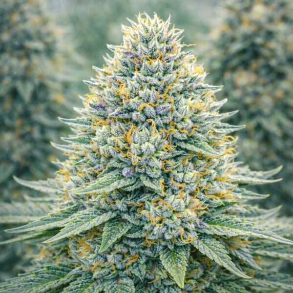Mint Jelly Auto Strain – Strainpedia