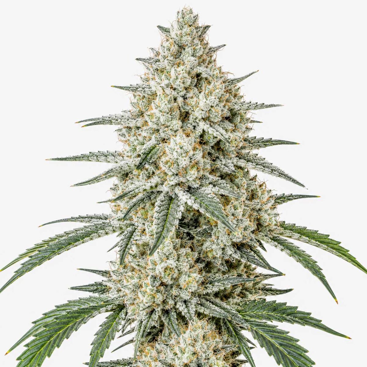 White Widow Strain - Strainpedia