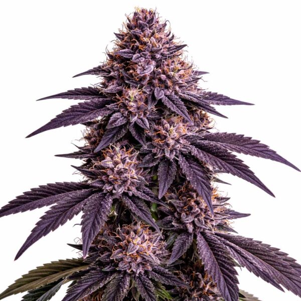 Blackberry Kush Strain – Strainpedia