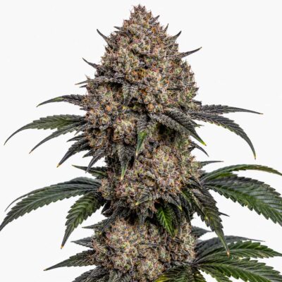 Bolo Runtz Strain (Runtz x White OG) - Strainpedia