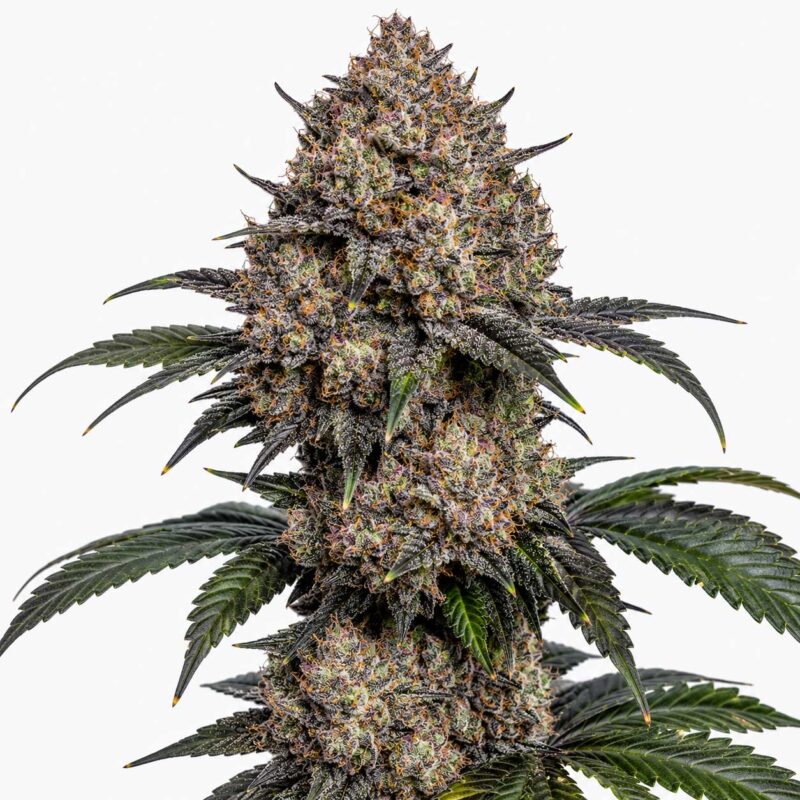 Bolo Runtz Strain (Runtz x White OG) - Strainpedia