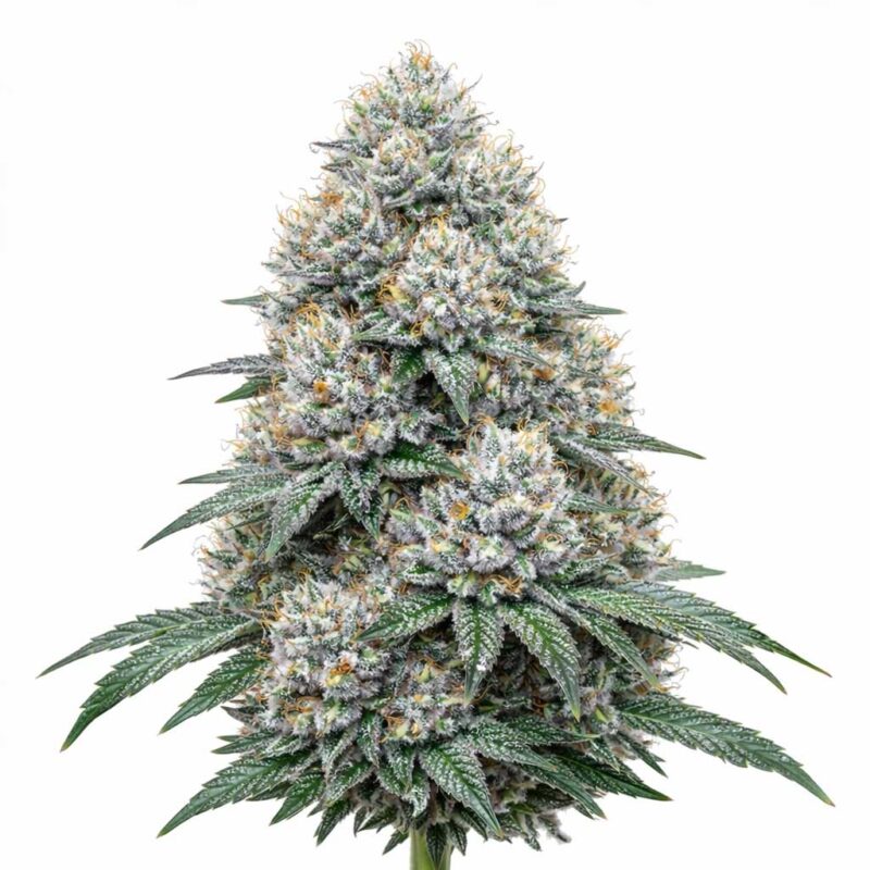 Donut Pound Cake Strain - Strainpedia