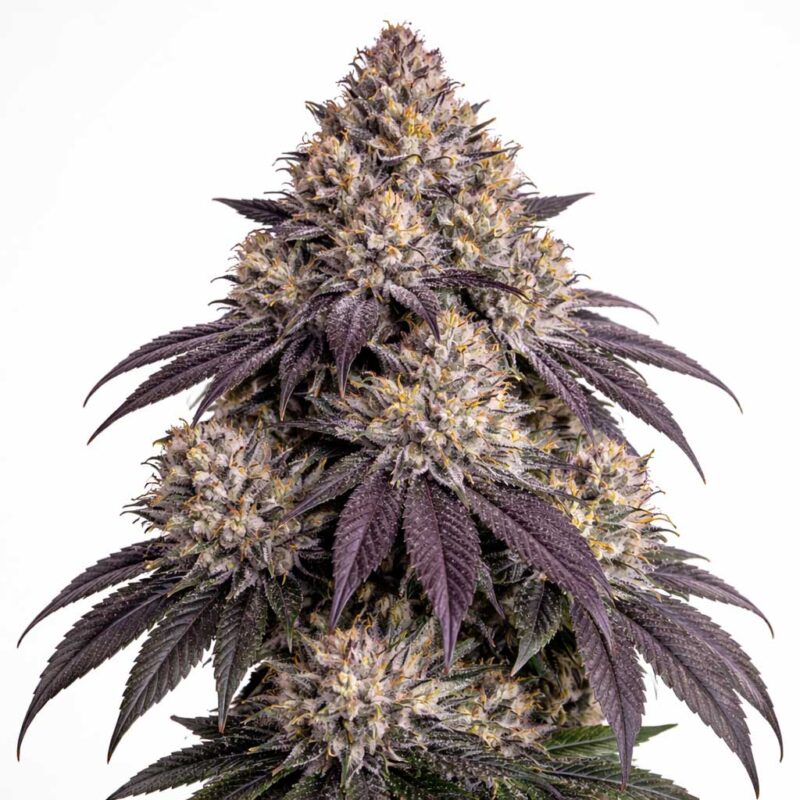 Gastro Pop Strain - Strainpedia