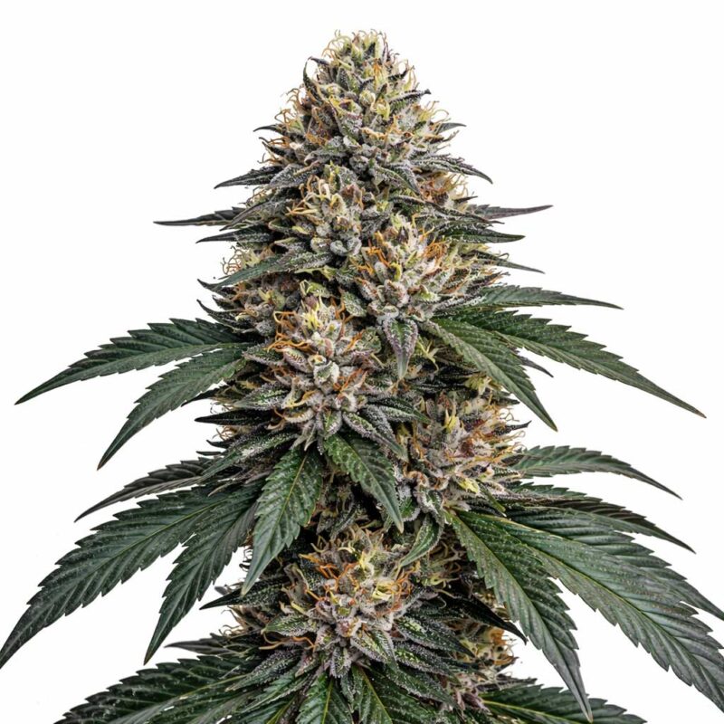 King Louis XIII Strain - Strainpedia