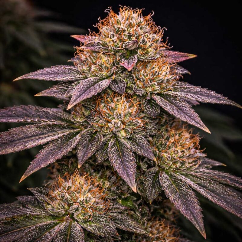 Lemon Diesel Cherry Pie Strain - Strainpedia