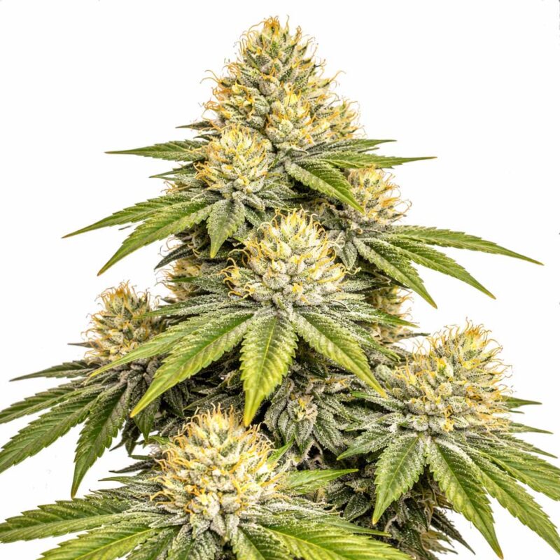 Lemon Heads Strain - Strainpedia