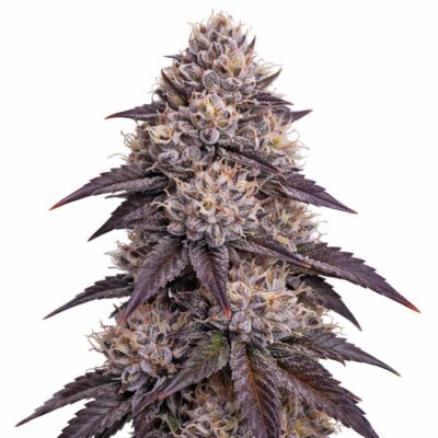 Original Oreoz Strain - Strainpedia