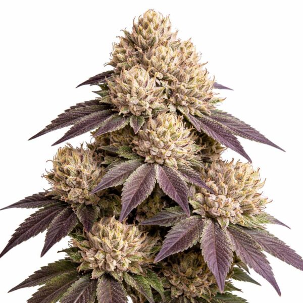 Peanut Butter Breath Strain - Strainpedia