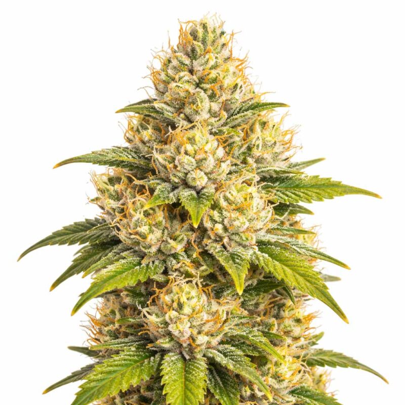 Pineapple Express Strain (Trainwreck × Hawaiian) - Strainpedia