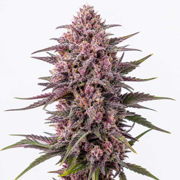 Pink Certz Strain (The Menthol × Grape Gasoline) - Strainpedia