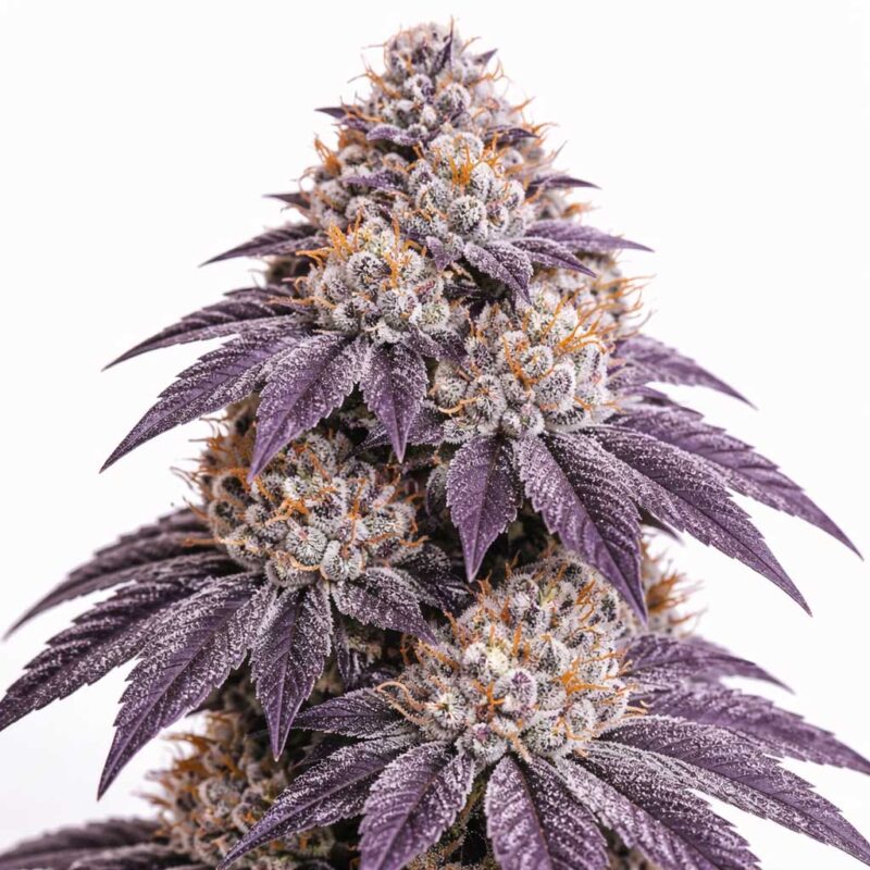 Purple Punch Strain (Larry OG x Granddaddy Purple) - Strainpedia