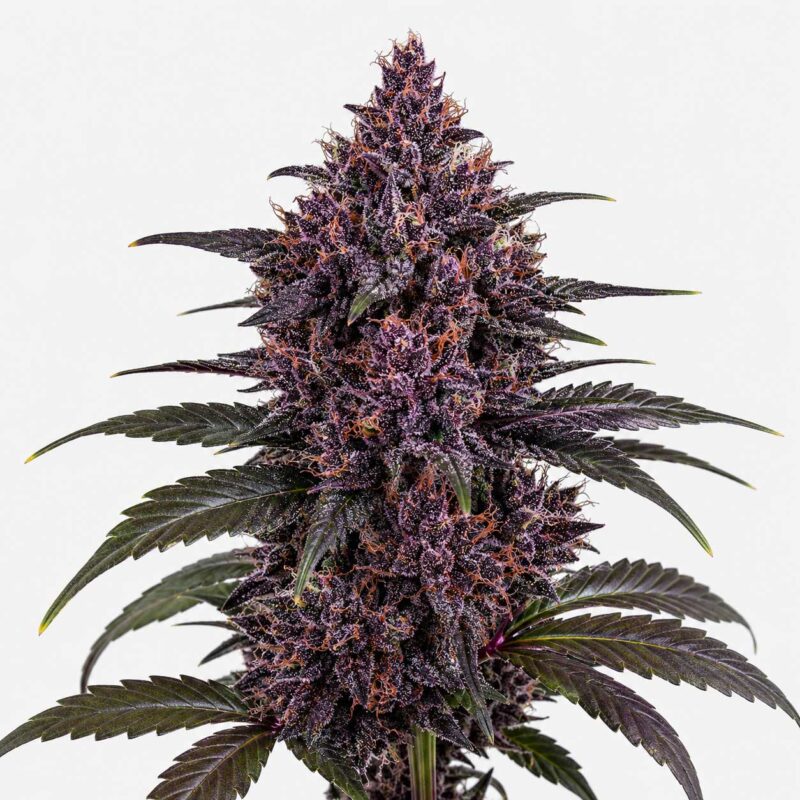Tangie Strain (California Orange x Skunk Hybrid) - Strainpedia