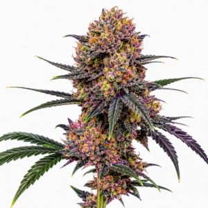 Larry OG Strain - Strainpedia