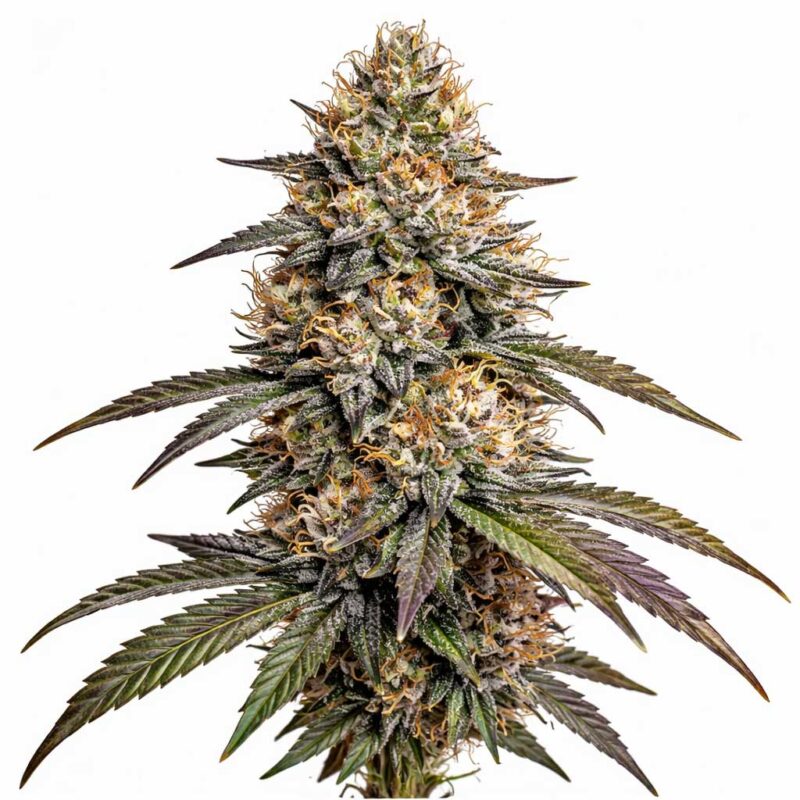 Skywalker OG Strain (Skywalker × OG Kush) - Strainpedia