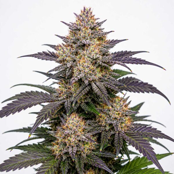 Sunset Sherbet Strain - Strainpedia