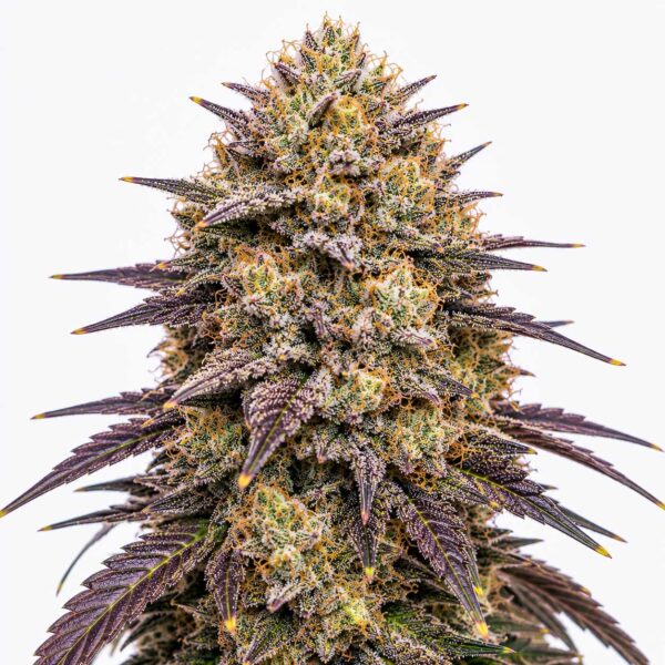 GMO Strain - Strainpedia
