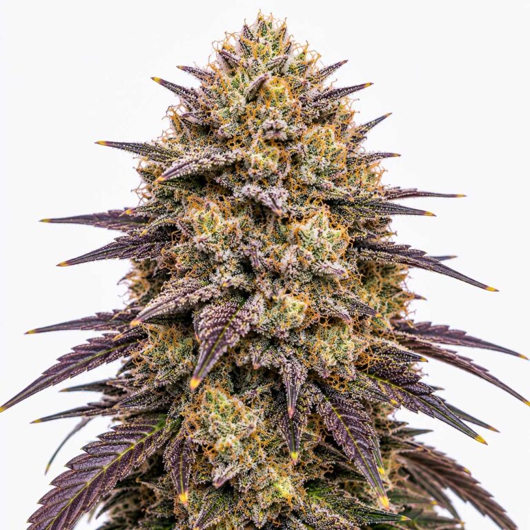 Sundae Driver Strain - Strainpedia