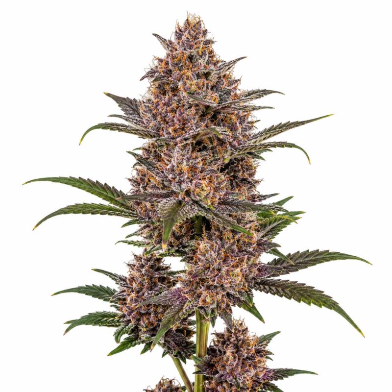 Super Boof XL Auto Strain - Strainpedia