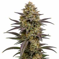 Larry OG Strain - Strainpedia