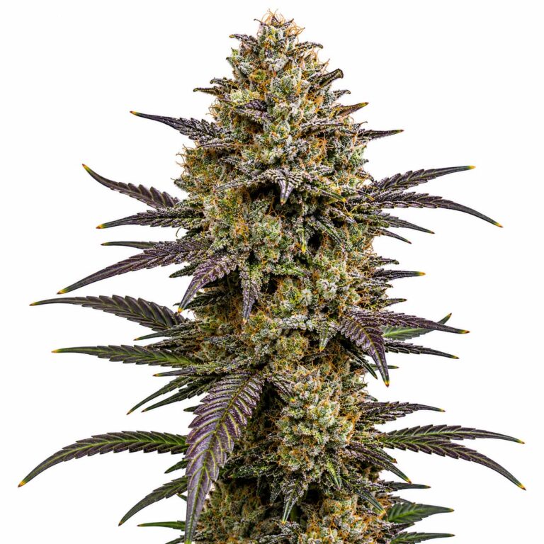 Sundae Driver Strain - Strainpedia