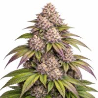 Z Cube Strain - Strainpedia
