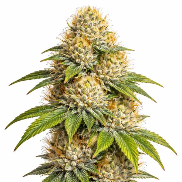 Cheese Strain - Strainpedia