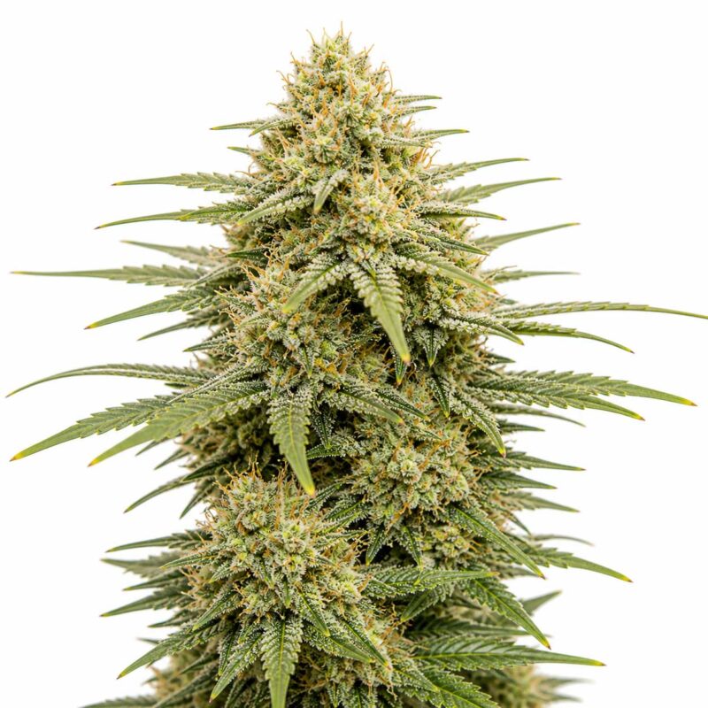 Cinderella 99 (C99) Strain - Strainpedia