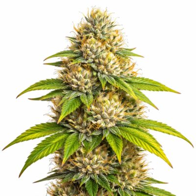 Lemon Skunk Strain - Strainpedia