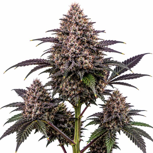 Sundae Driver Strain (Fruity Pebbles OG × Grape Pie) - Strainpedia