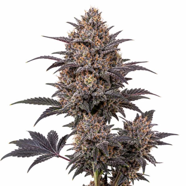 White Truffle Strain (GG4 × Peanut Butter Breath) - Strainpedia