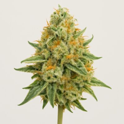 Lemon Tree Strain - Strainpedia