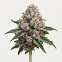 MAC 1 Strain - Strainpedia