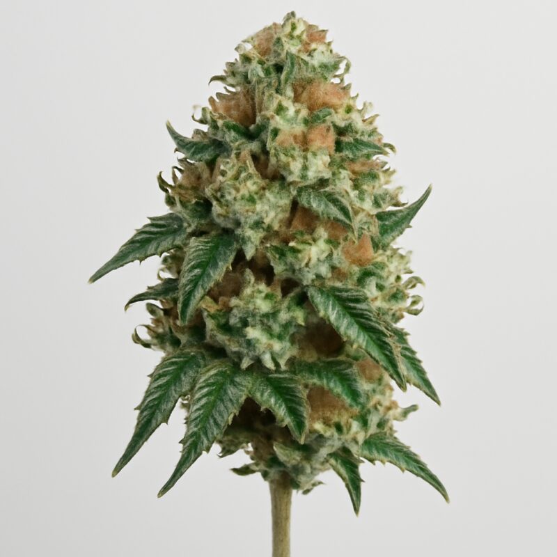 Sundae Driver Strain (Fruity Pebbles OG × Grape Pie) - Strainpedia