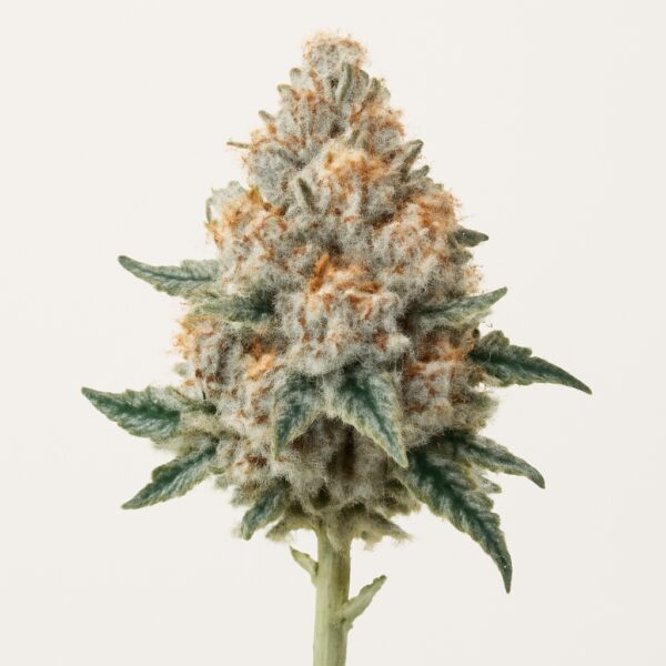 White Runtz Strain - Strainpedia