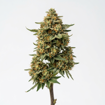 Honey Bun Strain (Gelato × Honey Glue) - Strainpedia