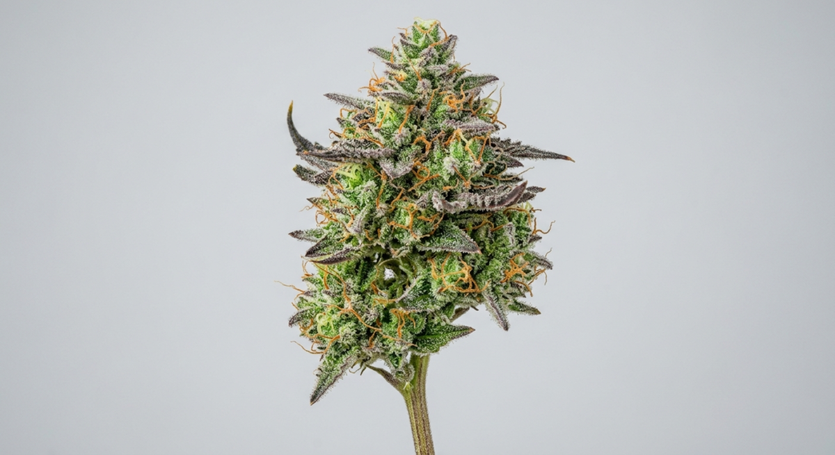 Sour Patch Kids Strain (Sour Diesel × Candyland) - Strainpedia