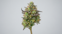 Sour Patch Kids Strain (Sour Diesel × Candyland) - Strainpedia