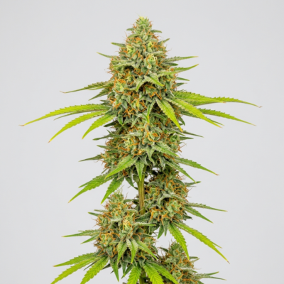 Double Dream Strain (Blue Dream × Dream Star) - Strainpedia