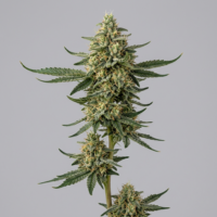 Lemon Royale Strain (Lemon Tree × (GMO × Triangle Kush)) - Strainpedia